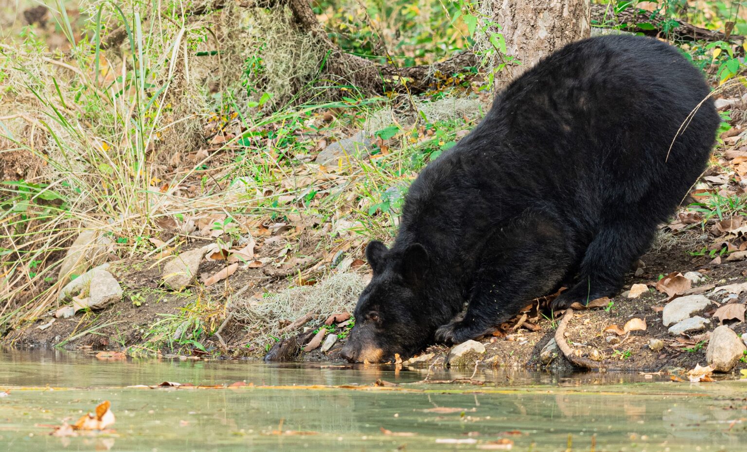 Día internacional para la protección de los osos – Lo hecho en México