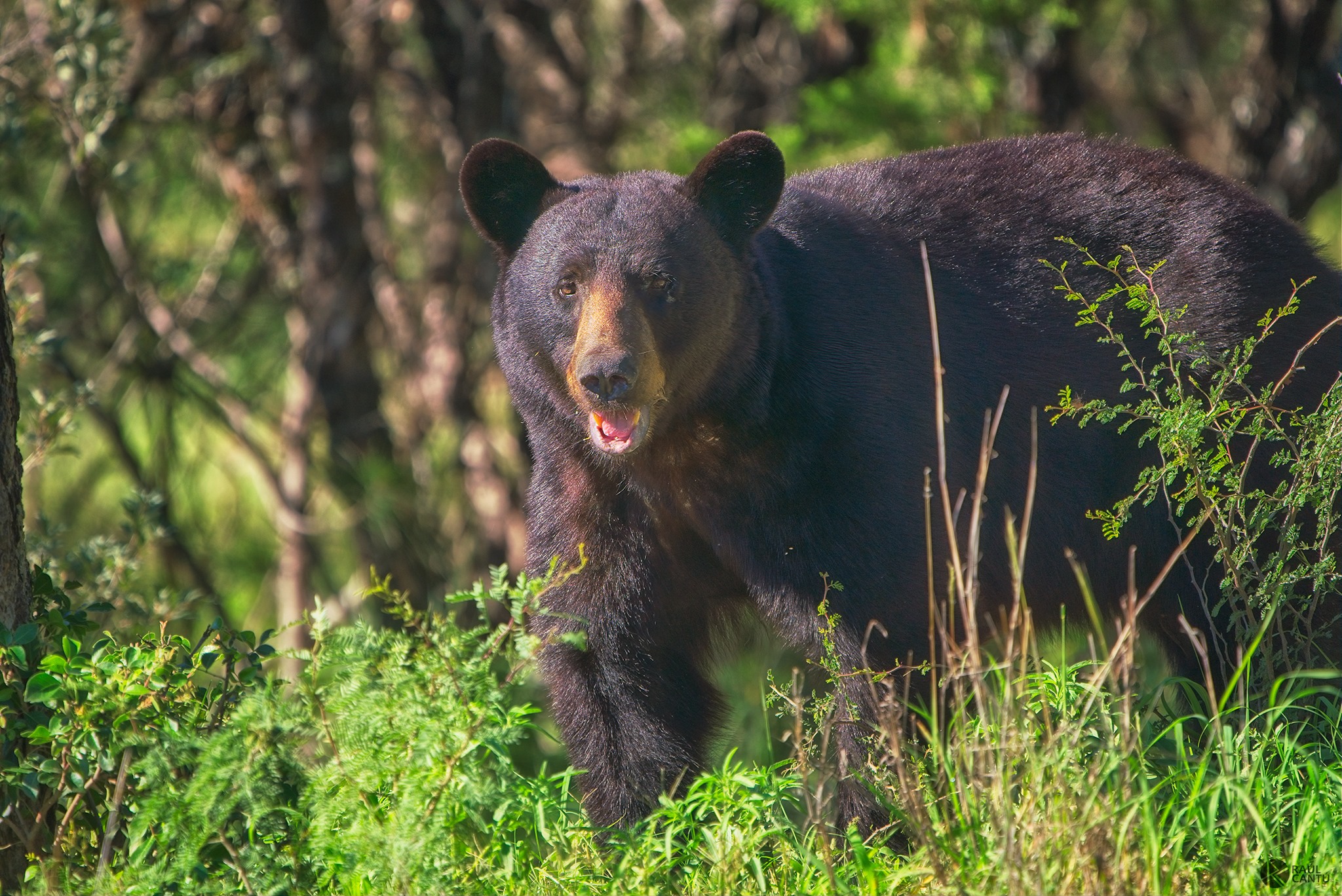 Día internacional para la protección de los osos – Lo hecho en México