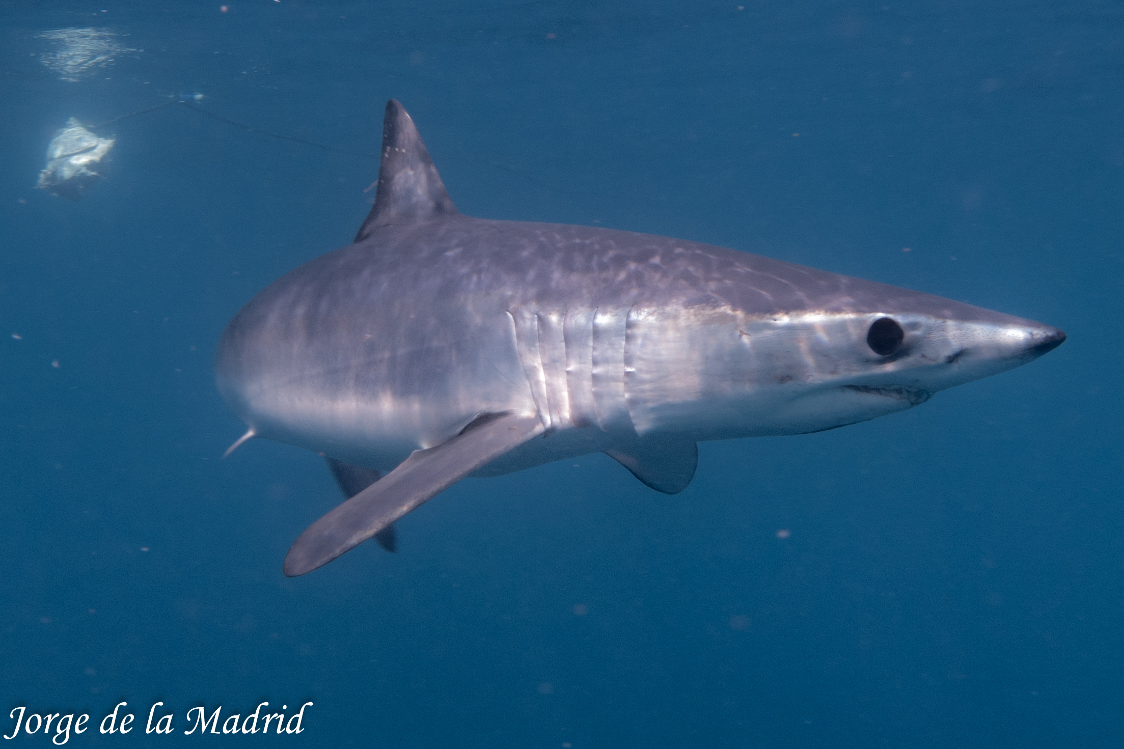 México Santuario de Tiburones – Lo hecho en México