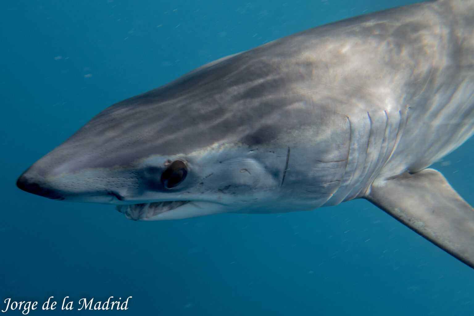 Tiburón Mako: Torpedo con Dientes – Lo hecho en México