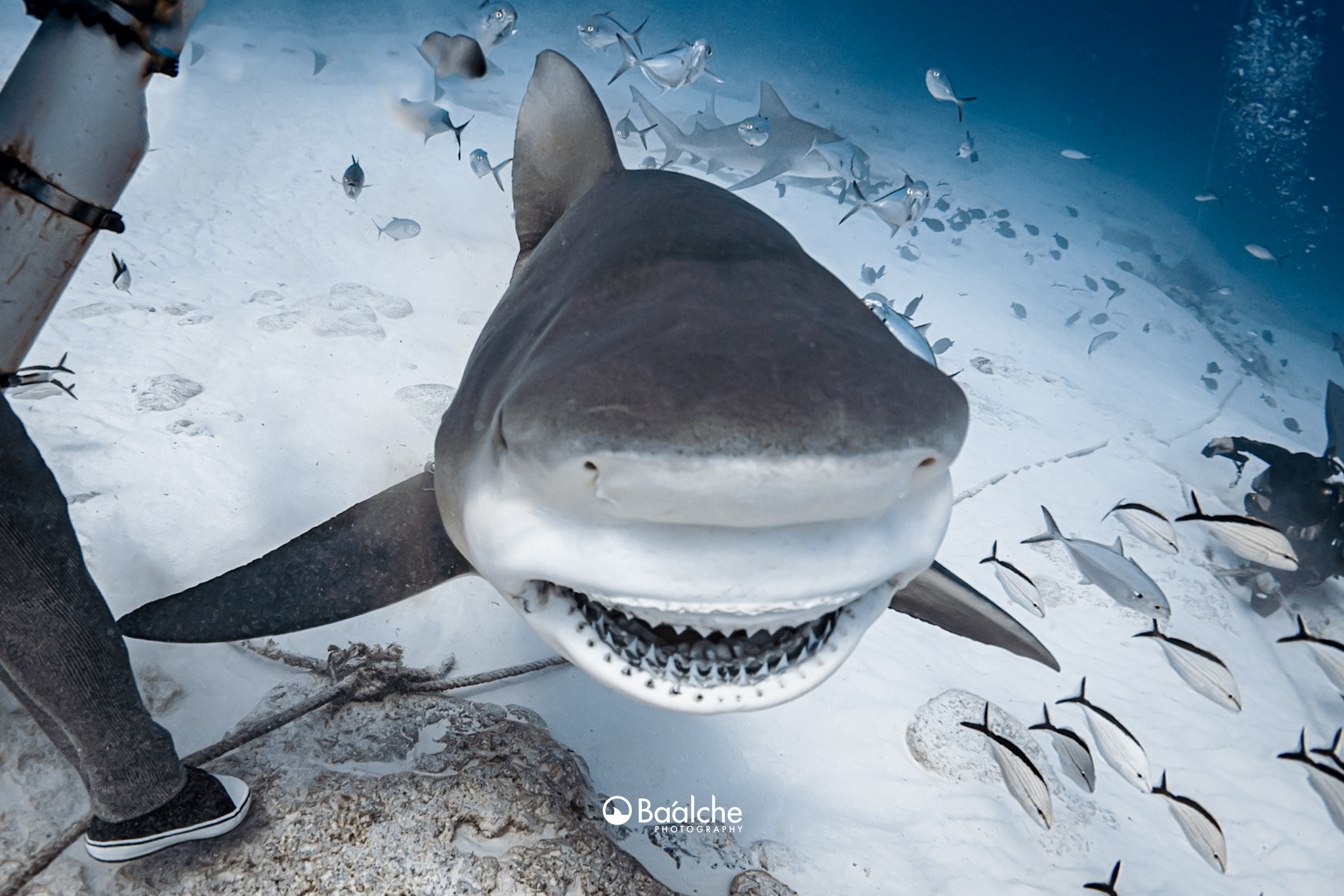 Fotografía sub acuática / Mizael Palomeque – Lo hecho en México