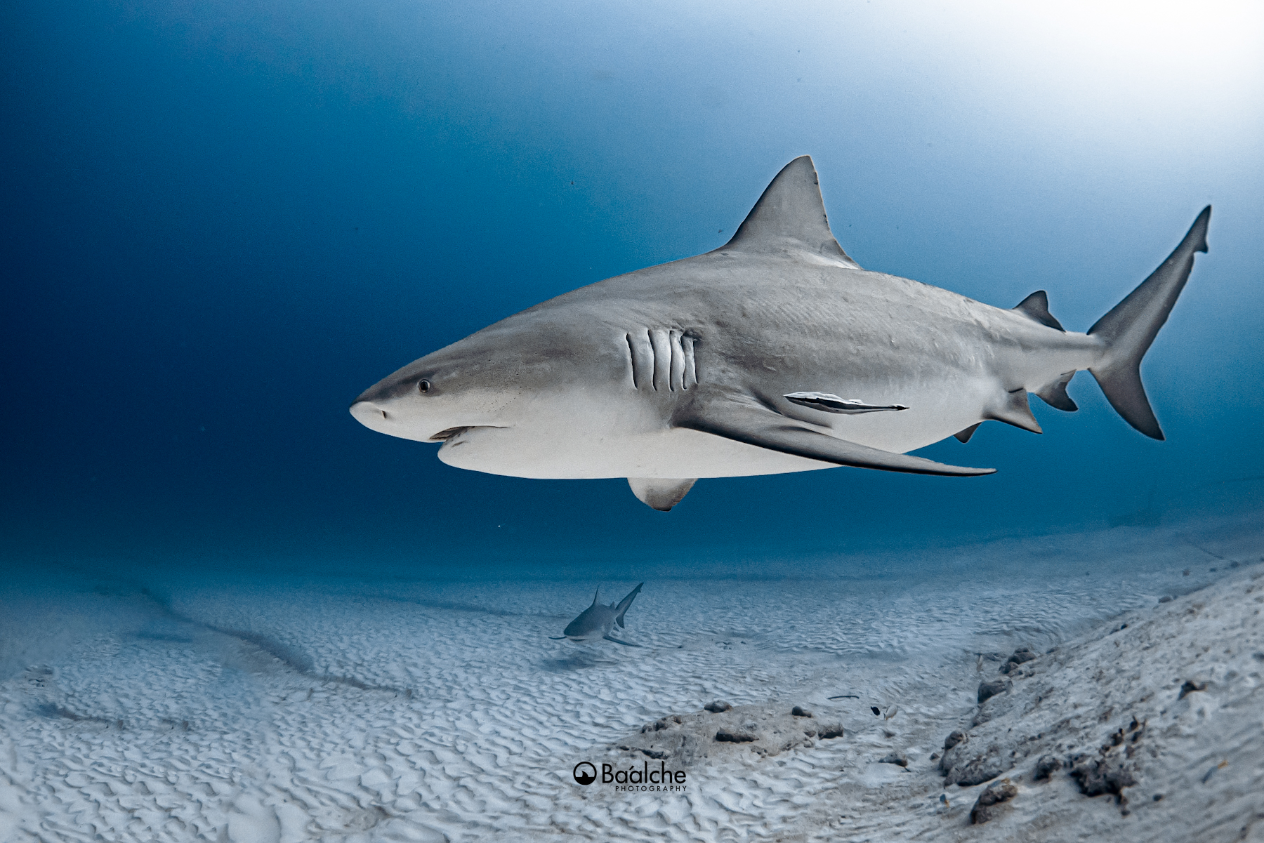 Fotografía sub acuática / Mizael Palomeque – Lo hecho en México