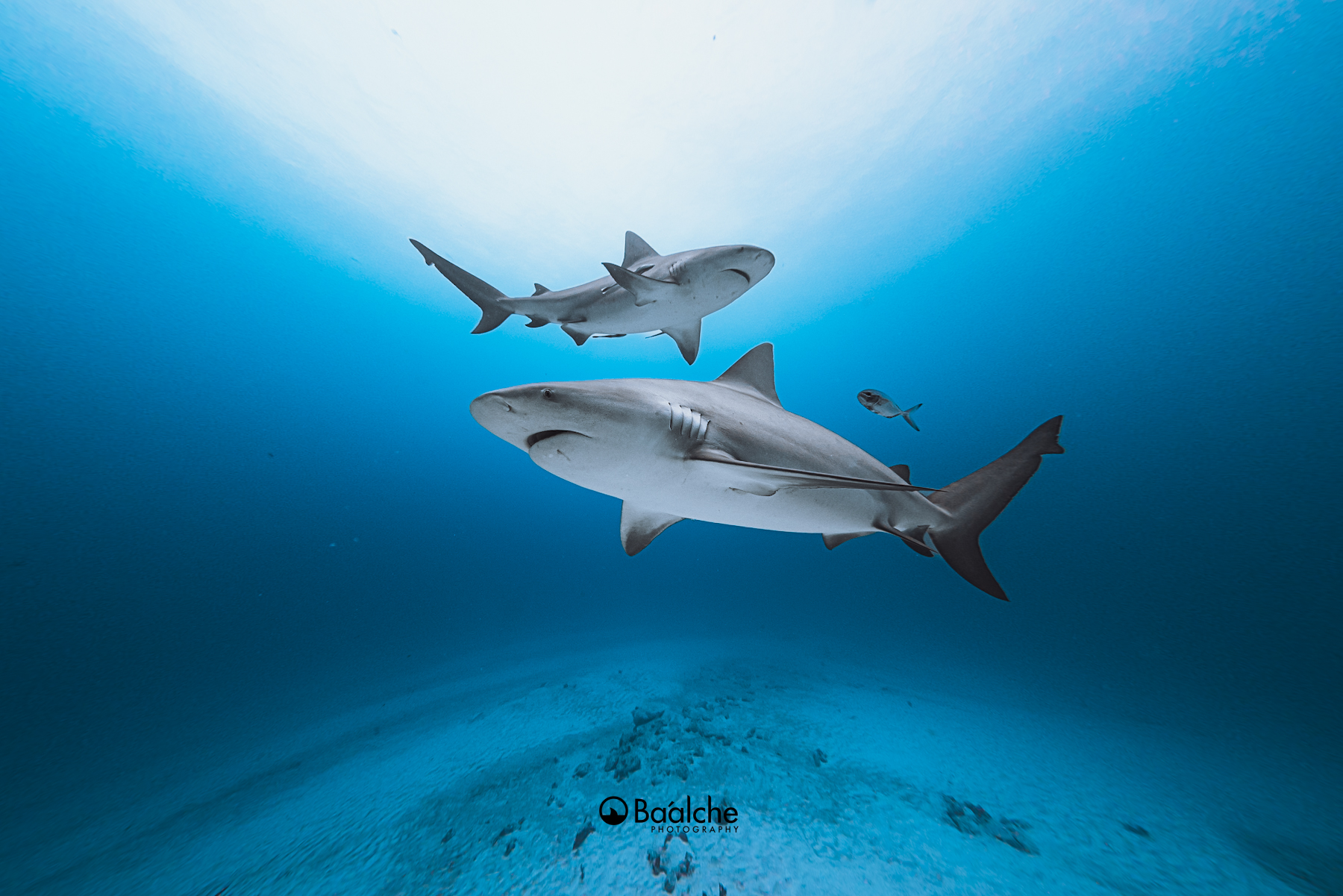 Fotografía sub acuática / Mizael Palomeque – Lo hecho en México