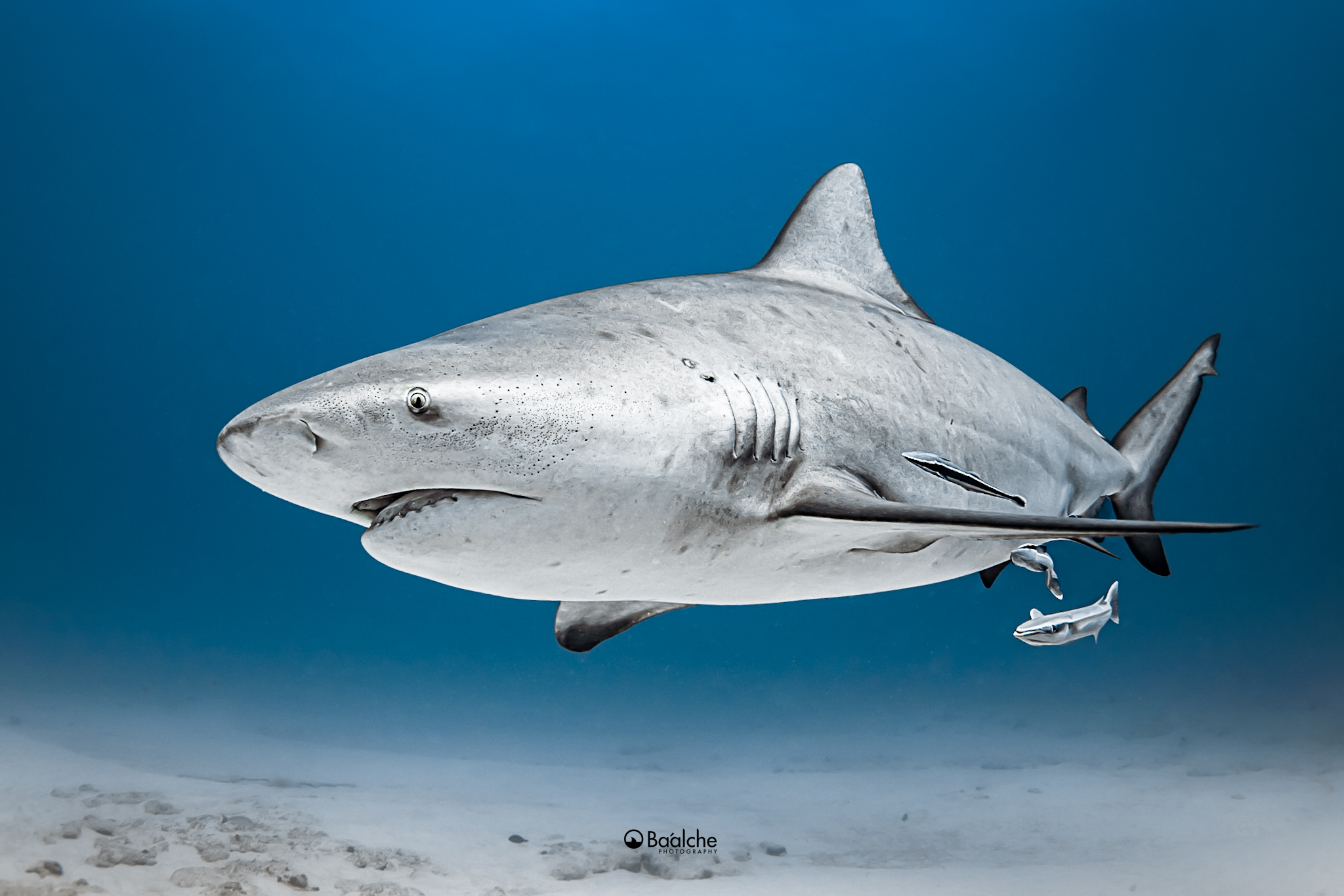 Fotografía sub acuática / Mizael Palomeque – Lo hecho en México